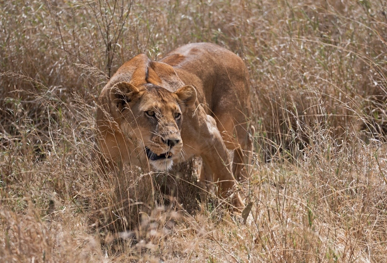May, 2024 African Proverb of the MonthNo matter how long the grass is ...
